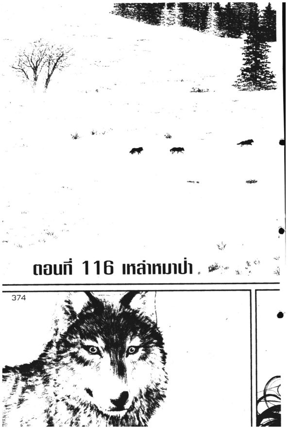 Wolf Guy: Ookami no Monshou คืนหอนคนคลั่ง บดเมืองล่า ตอนที่ 116 ...